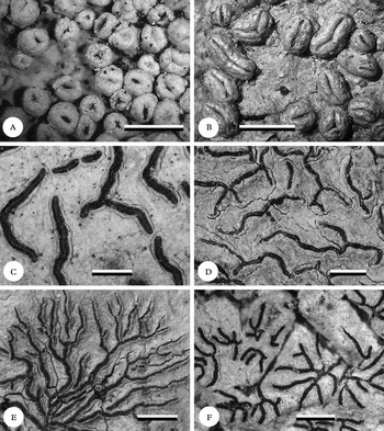 A world-wide key to the genus Graphis (Ostropales: Graphidaceae) | The ...
