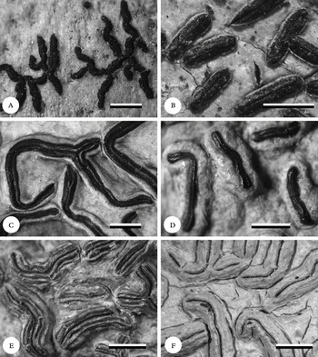 A world-wide key to the genus Graphis (Ostropales: Graphidaceae) | The ...