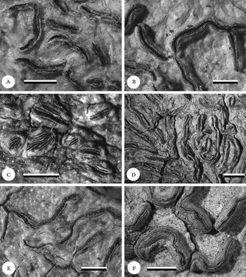 A world-wide key to the genus Graphis (Ostropales: Graphidaceae) | The ...