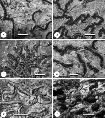 A world-wide key to the genus Graphis (Ostropales: Graphidaceae) | The ...