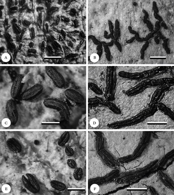 A world-wide key to the genus Graphis (Ostropales: Graphidaceae) | The ...