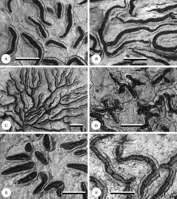 A world-wide key to the genus Graphis (Ostropales: Graphidaceae) | The ...
