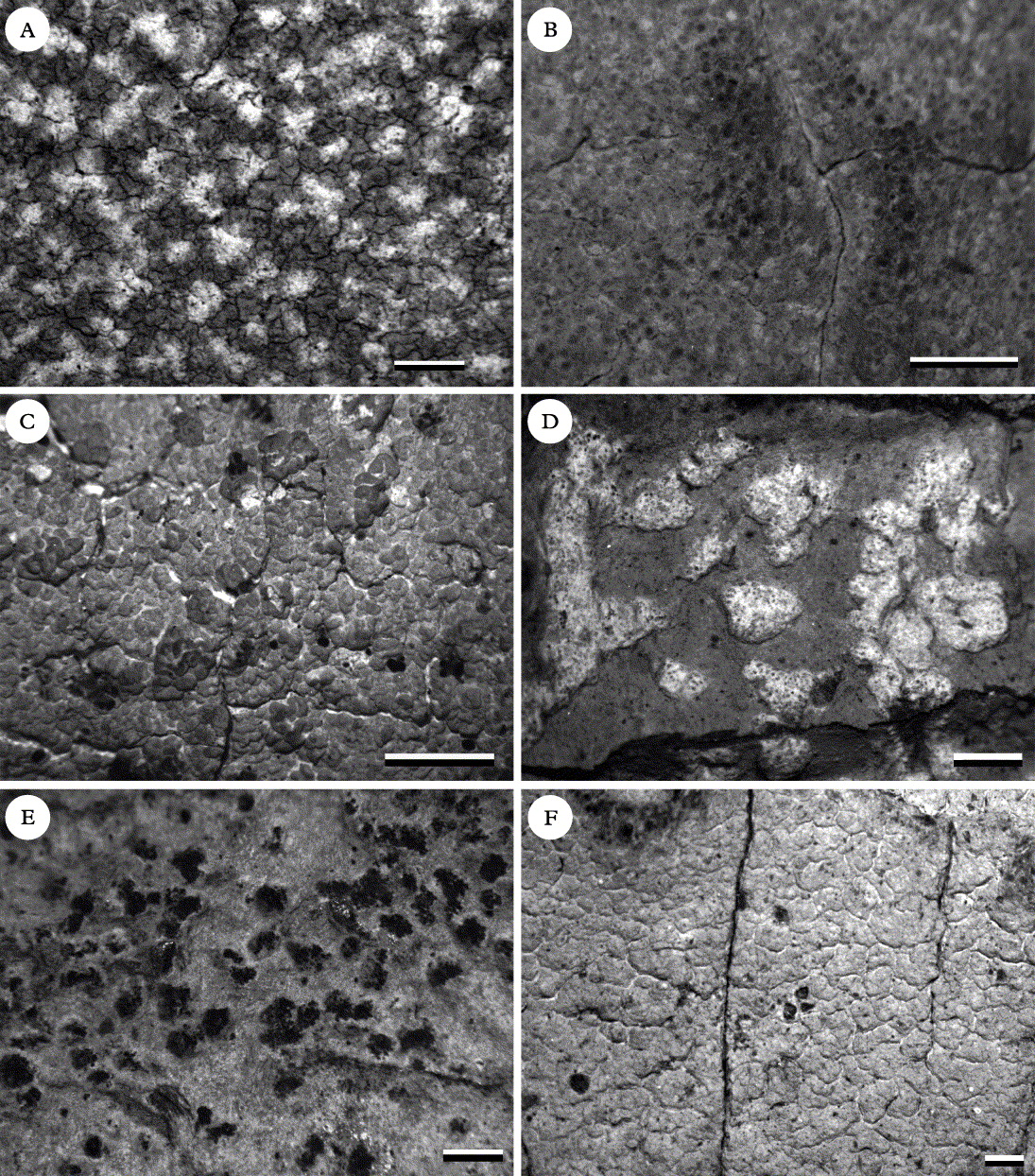 New species and new records of Cryptothecia and Herpothallon ...