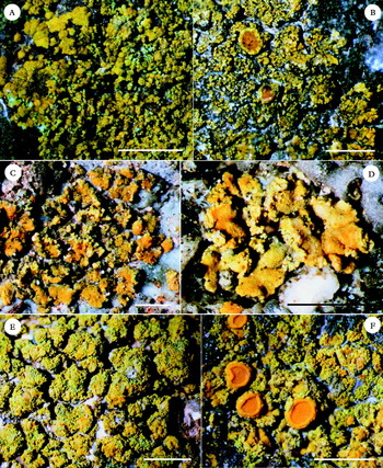 The taxonomy of the Caloplaca citrina group (Teloschistaceae) in the ...