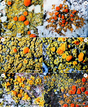 The taxonomy of the Caloplaca citrina group (Teloschistaceae) in the ...