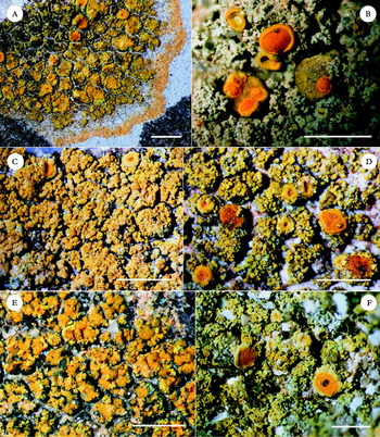 The taxonomy of the Caloplaca citrina group (Teloschistaceae) in the ...