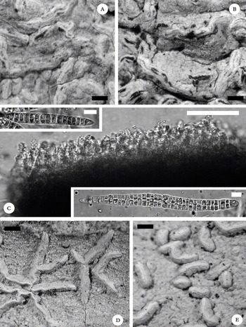 Resolving the genus Graphina Müll. Arg. in North America: new species ...