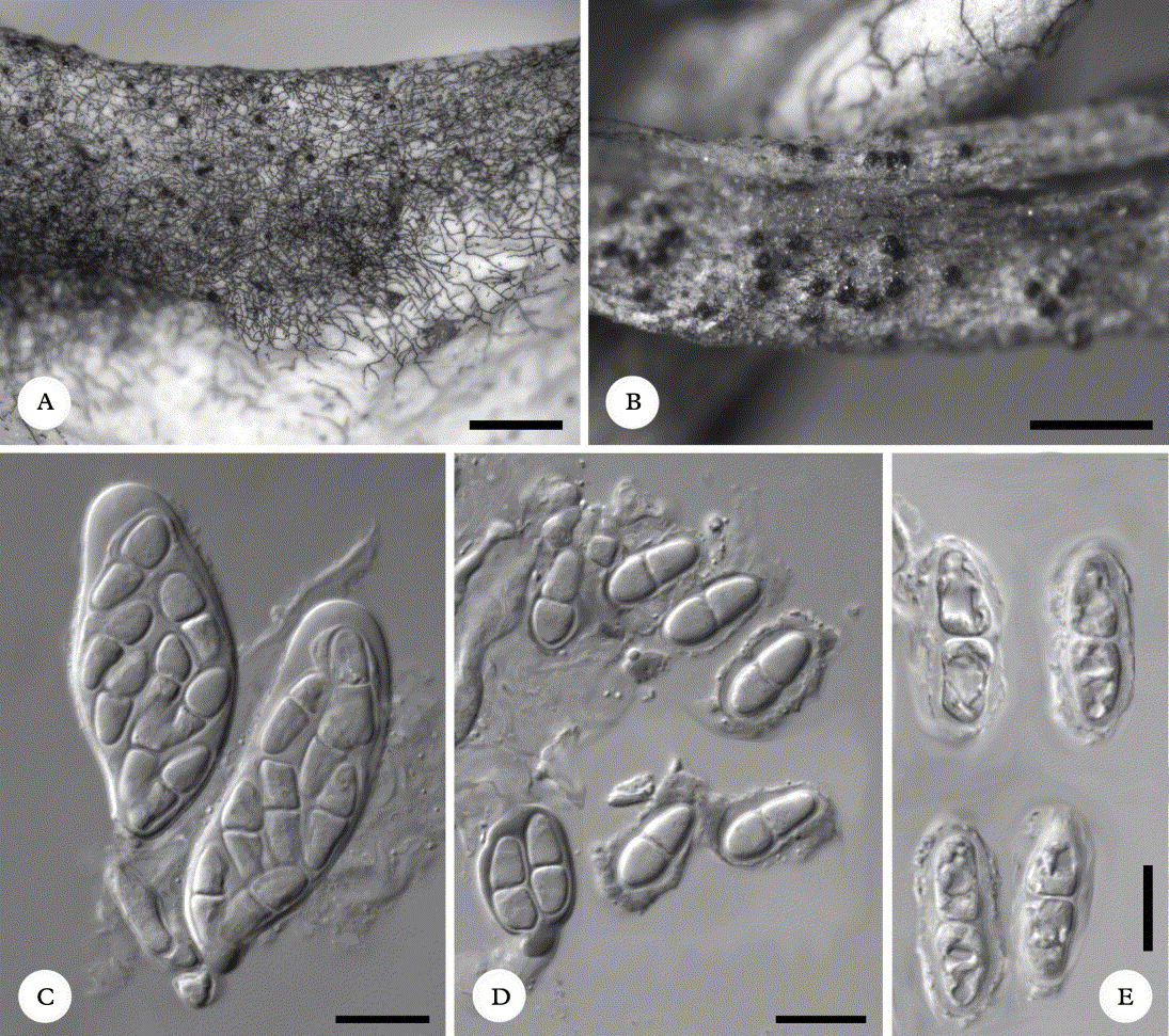 Lichenicolous fungi growing on Thamnolia, mainly from the Holarctic ...