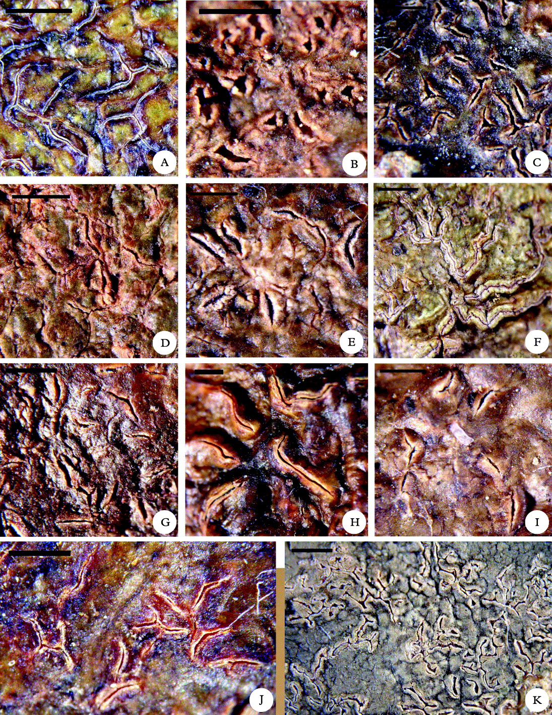 New species and new combinations in the lichen genera Fissurina and ...