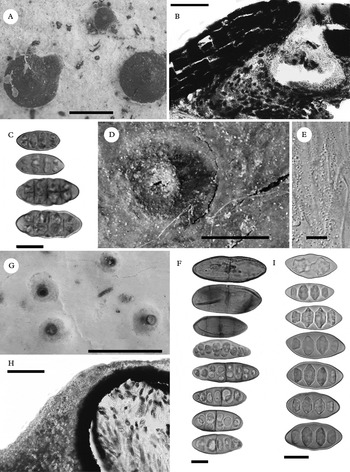 Six new species of Pyrenula from the tropics | The Lichenologist ...