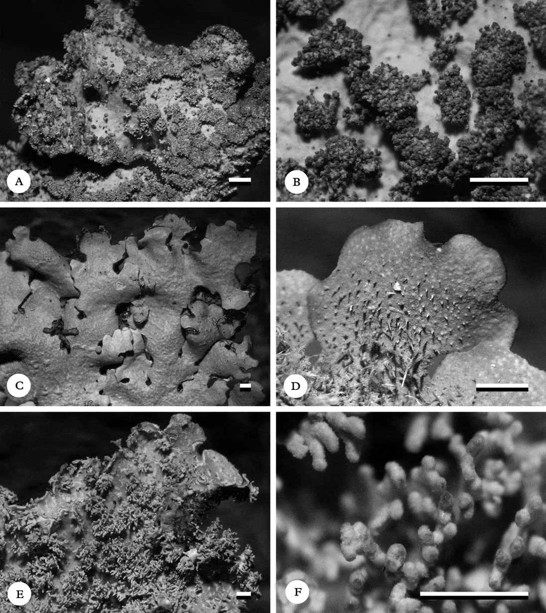 Phylogeny of the Lobariaceae (lichenized Ascomycota: Peltigerales ...