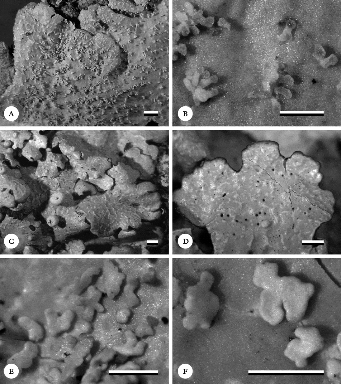 Phylogeny of the Lobariaceae (lichenized Ascomycota: Peltigerales ...