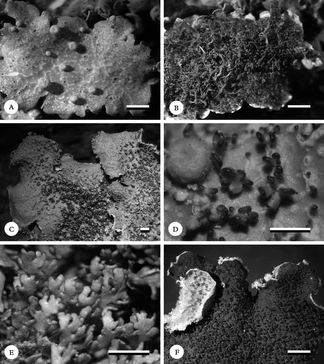 Phylogeny of the Lobariaceae (lichenized Ascomycota: Peltigerales ...