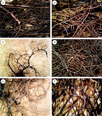 Phylogeny of the genus Bryoria | The Lichenologist | Cambridge Core