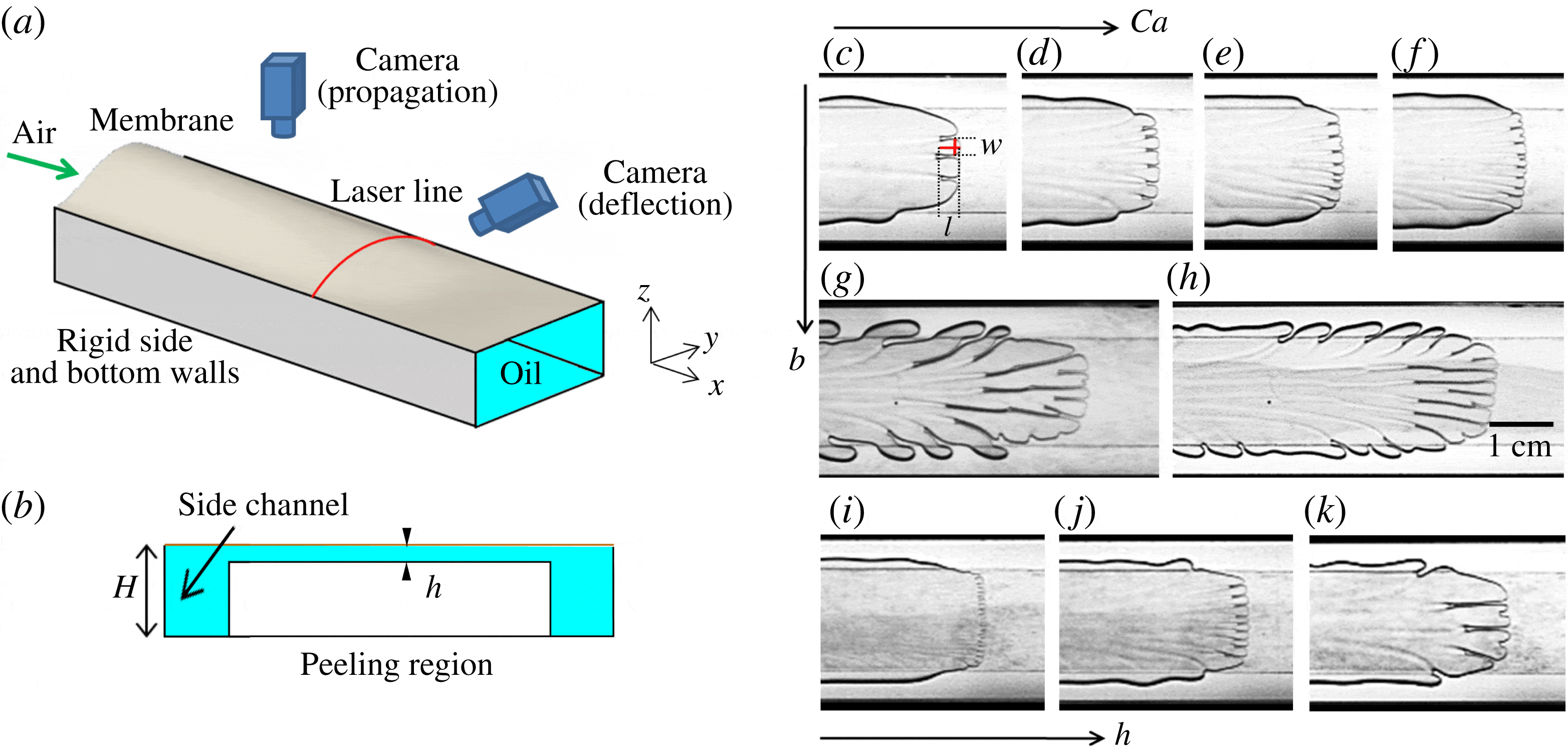 Short, flat-tipped, viscous fingers: novel interfacial patterns in a ...