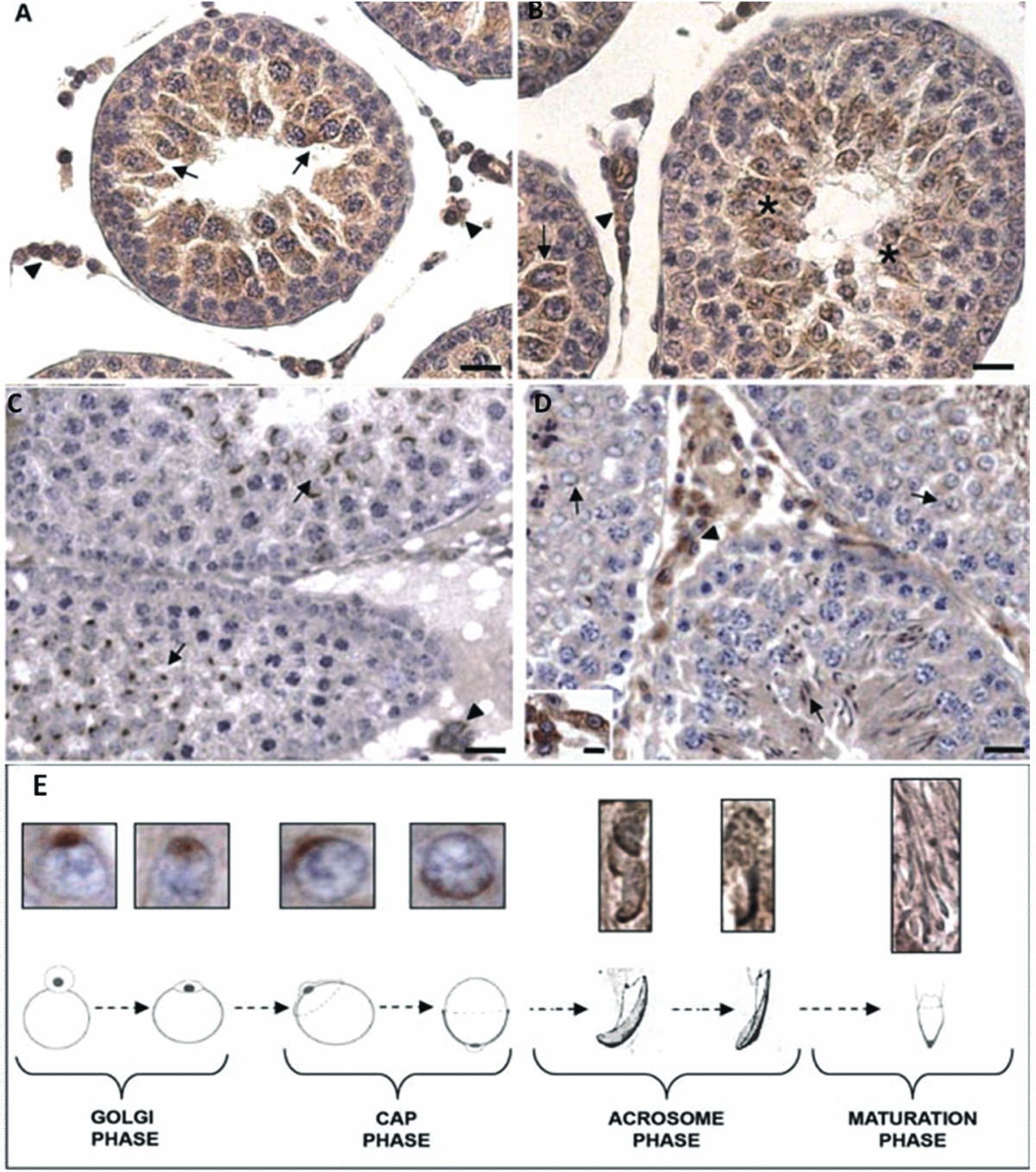 Prothymosin alpha expression in the vertebrate testis: a comparative ...