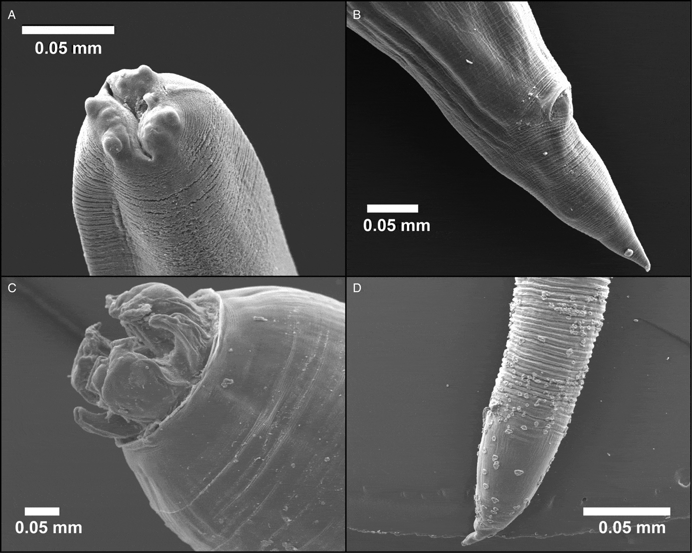 Contracaecum osculatum and other anisakid nematodes in grey seals and ...