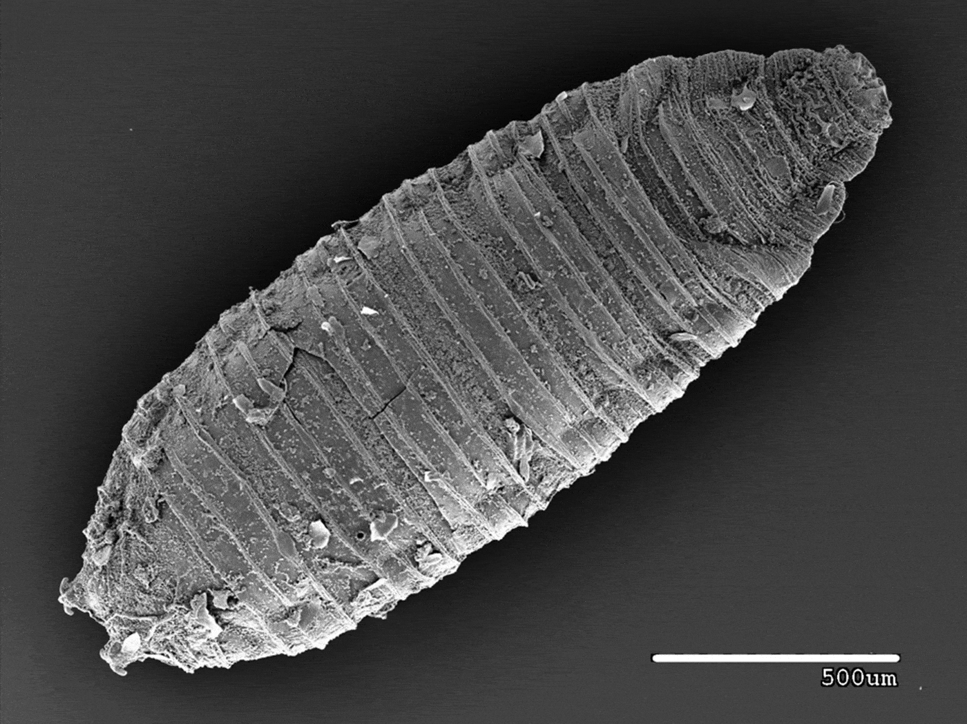 Coexistence, habitat associations and puparia description of three ...
