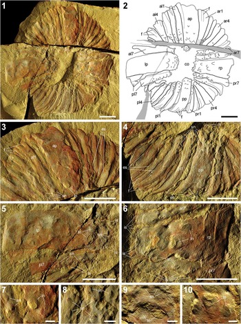 A new radiodontan oral cone with a unique combination of anatomical ...