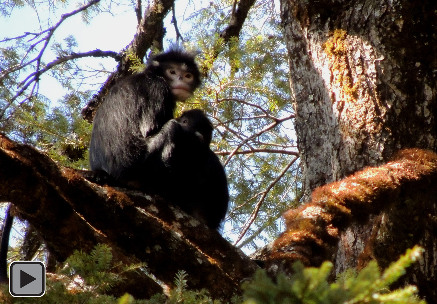 The Critically Endangered Myanmar snub-nosed monkey Rhinopithecus ...