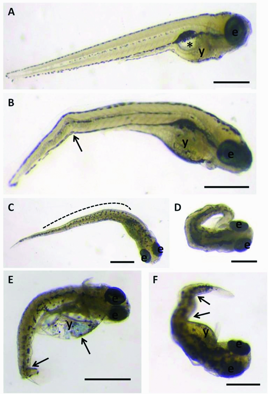 Post-cooling survival, growth and deformity rates in zebrafish embryos ...