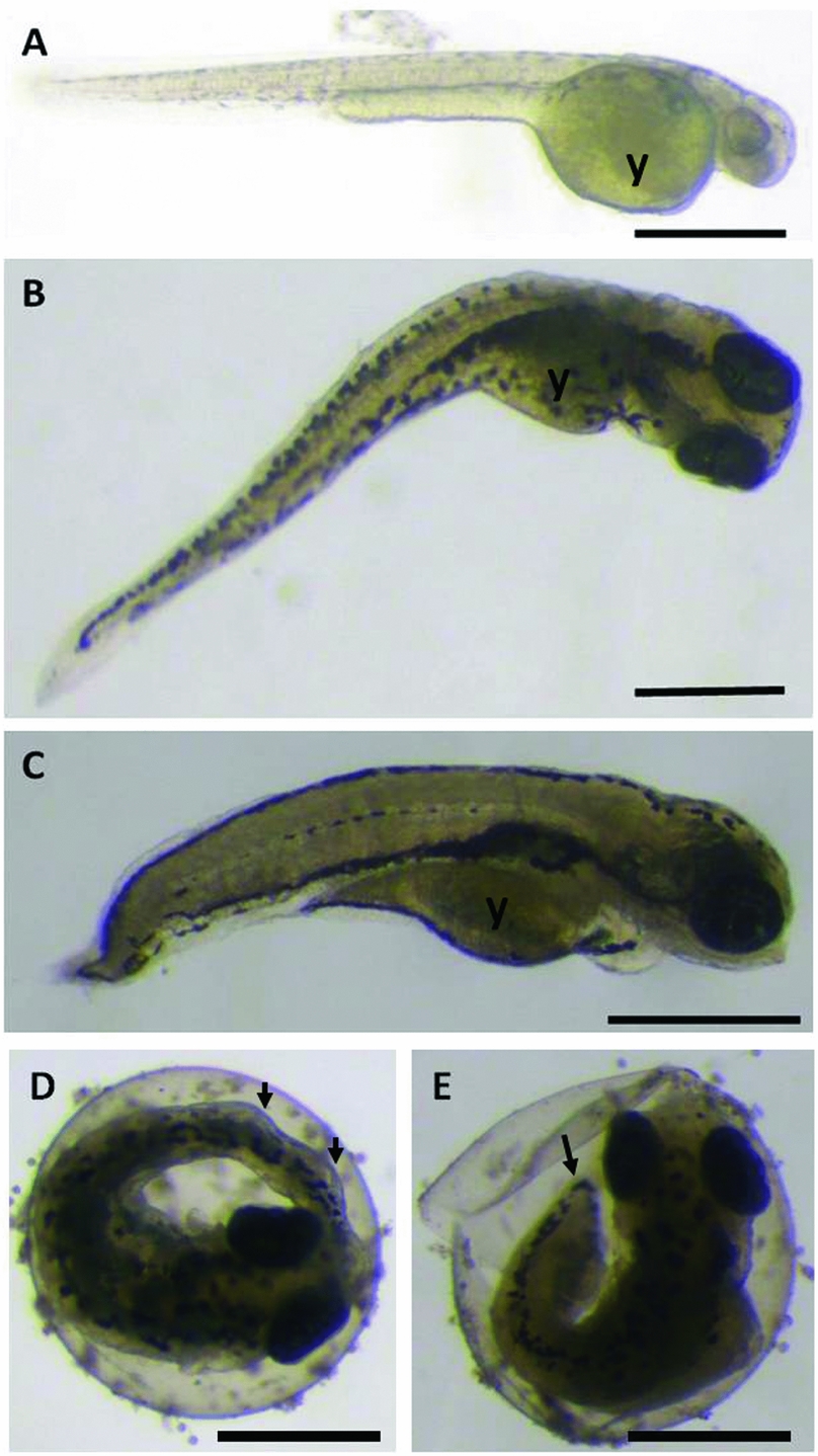 Post-cooling survival, growth and deformity rates in zebrafish embryos ...