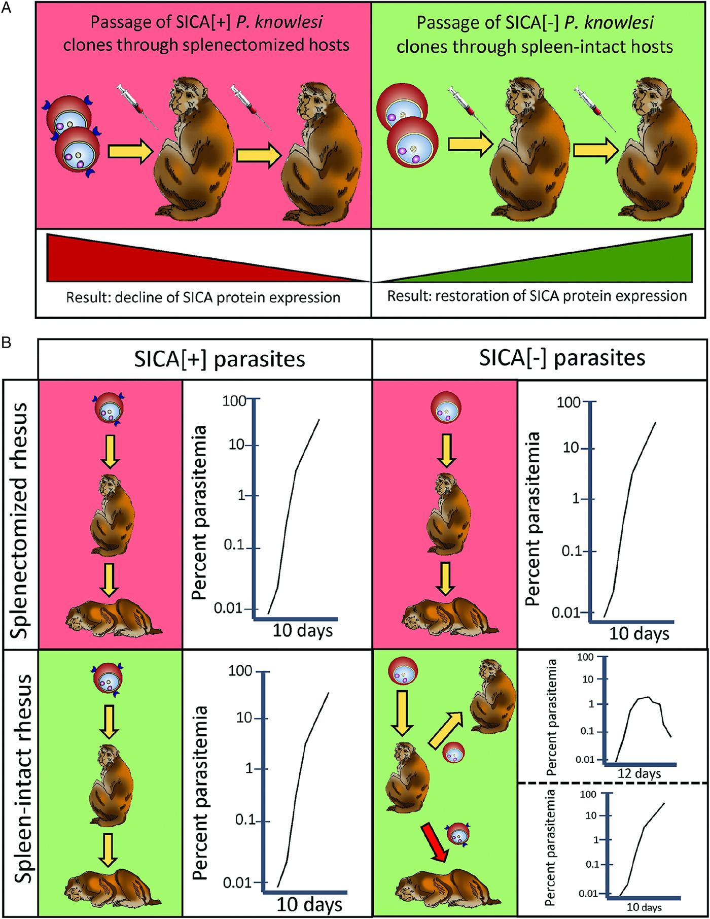 Plasmodium knowlesi: a superb in vivo nonhuman primate model of ...