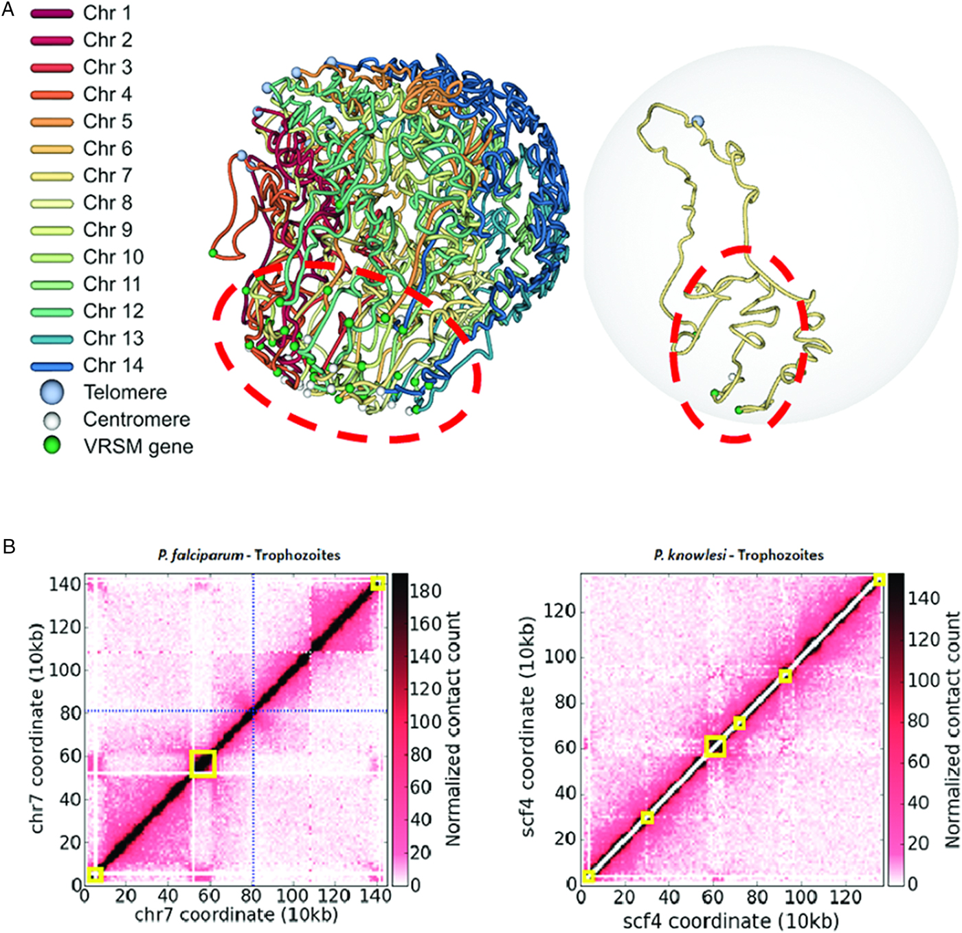Plasmodium knowlesi: a superb in vivo nonhuman primate model of ...