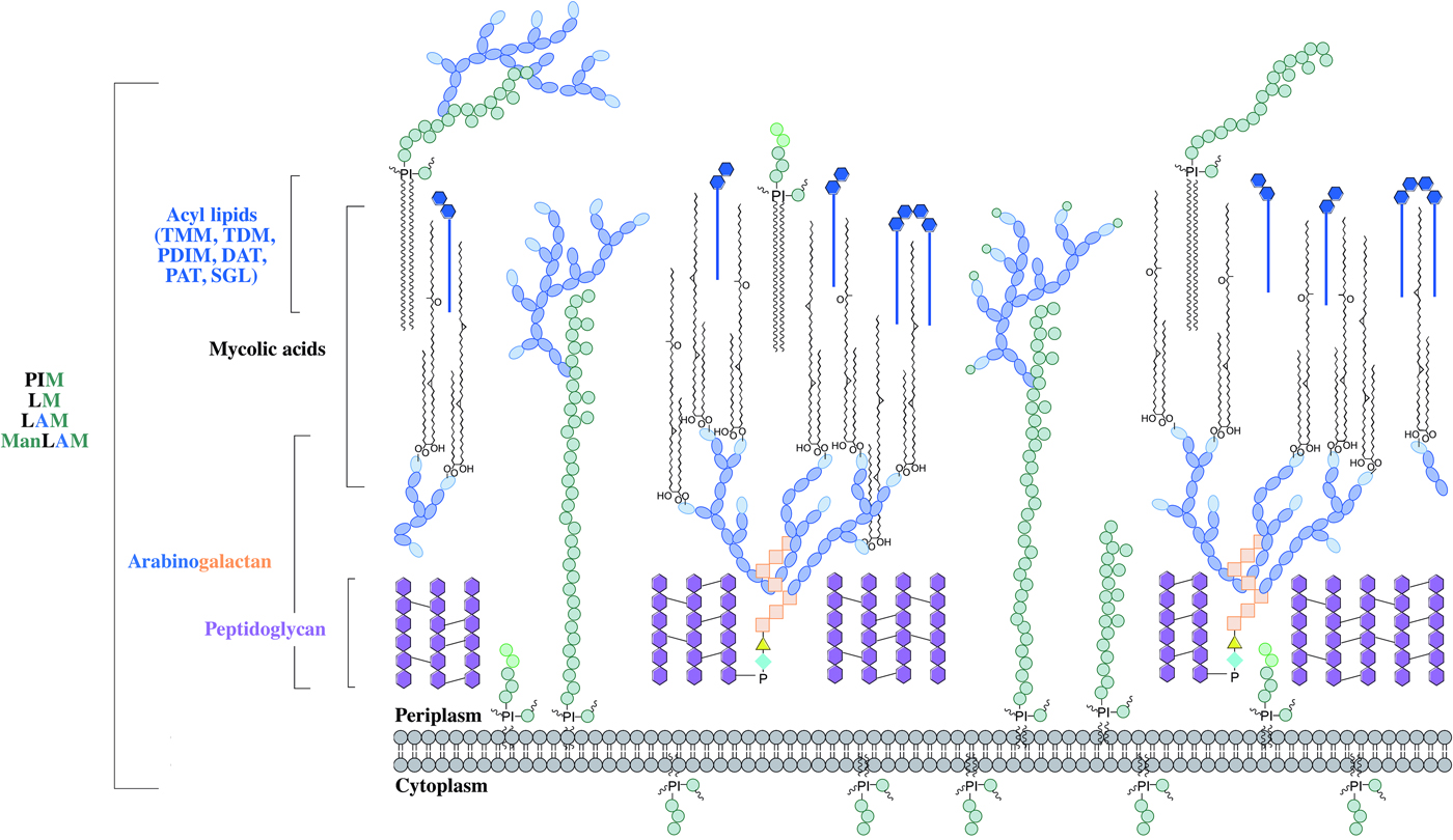 Mycobacterial cell wall biosynthesis: a multifaceted antibiotic target ...
