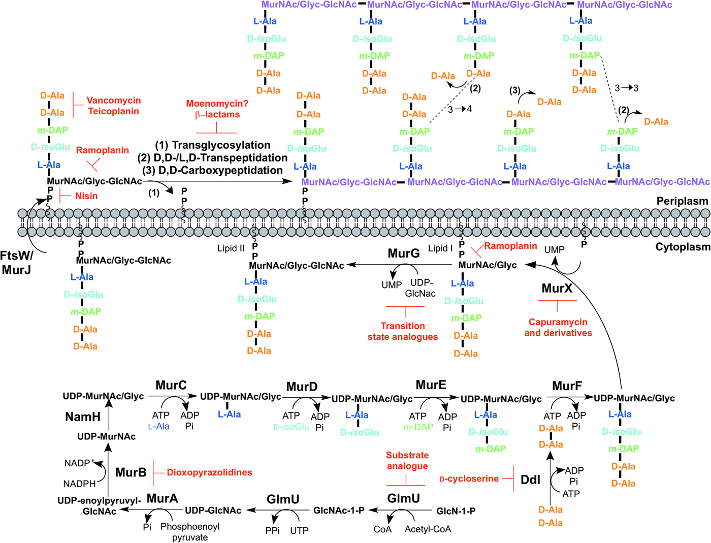 Mycobacterial cell wall biosynthesis: a multifaceted antibiotic target ...