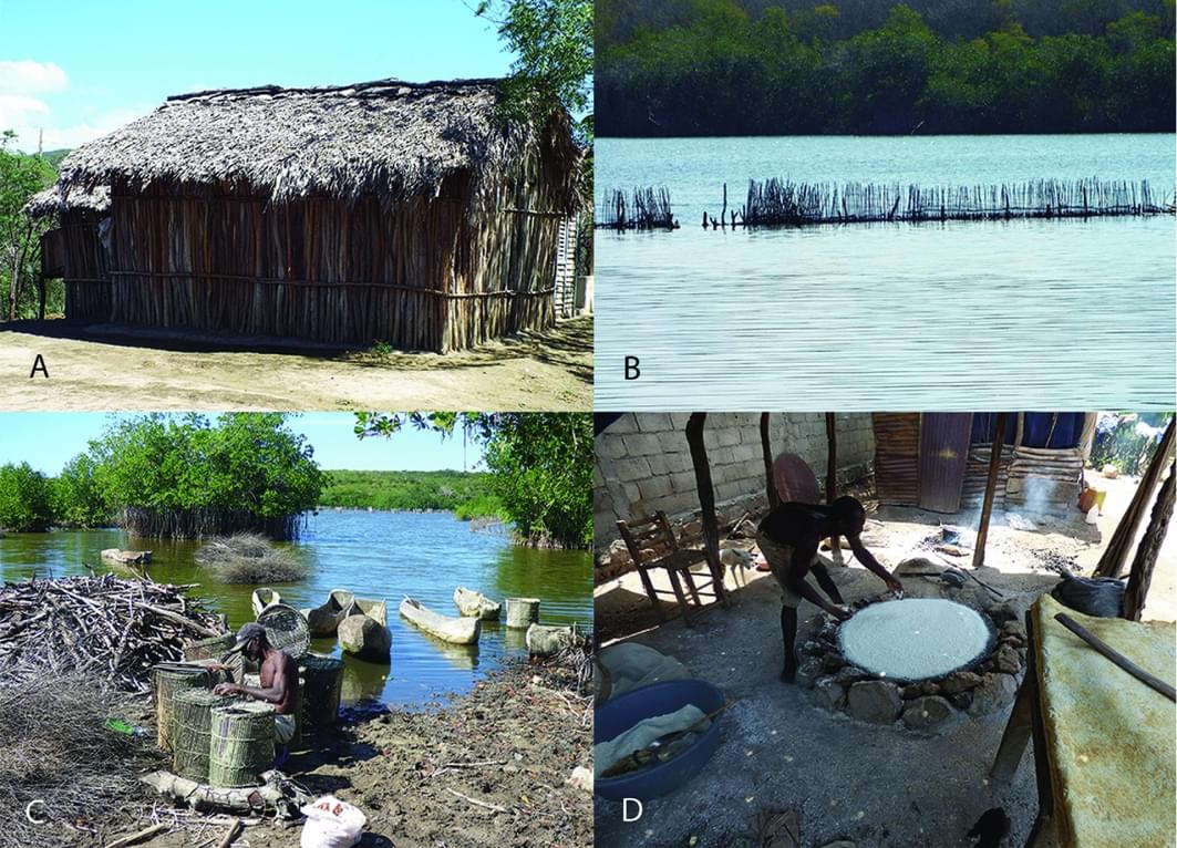 Indigenous Caribbean perspectives: archaeologies and legacies of the ...