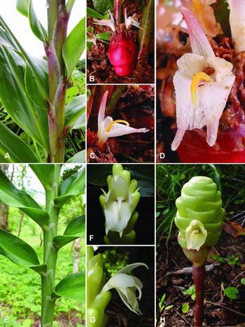 EIGHT NEW RECORDS OF ZINGIBER MILL. (ZINGIBERACEAE) FOR THE FLORA OF ...