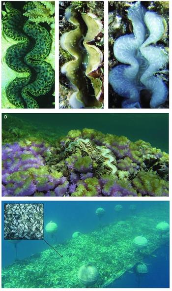 Adaptive management for the sustainable exploitation of lagoon ...