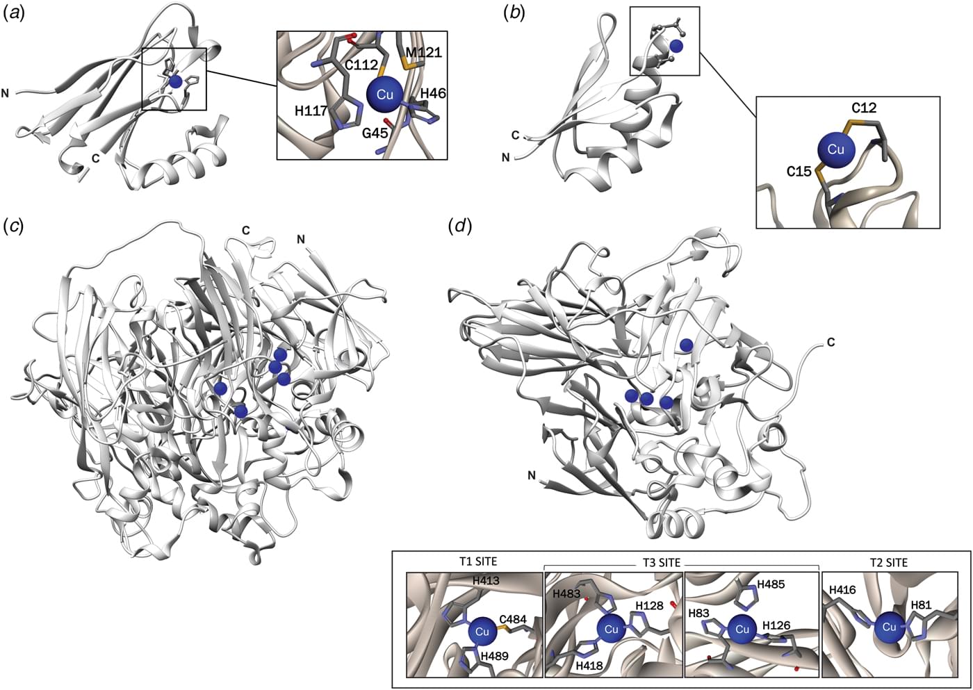 Folding of copper proteins: role of the metal? | Quarterly Reviews of ...