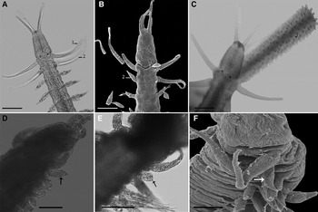Six new species of Hesionura (Phyllodocidae, Annelida) and ...