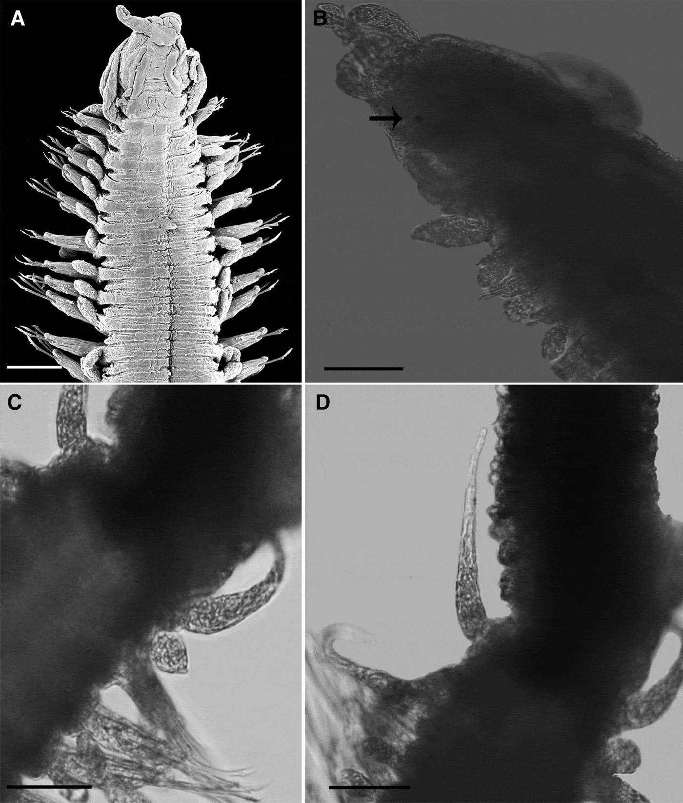 Six new species of Hesionura (Phyllodocidae, Annelida) and ...