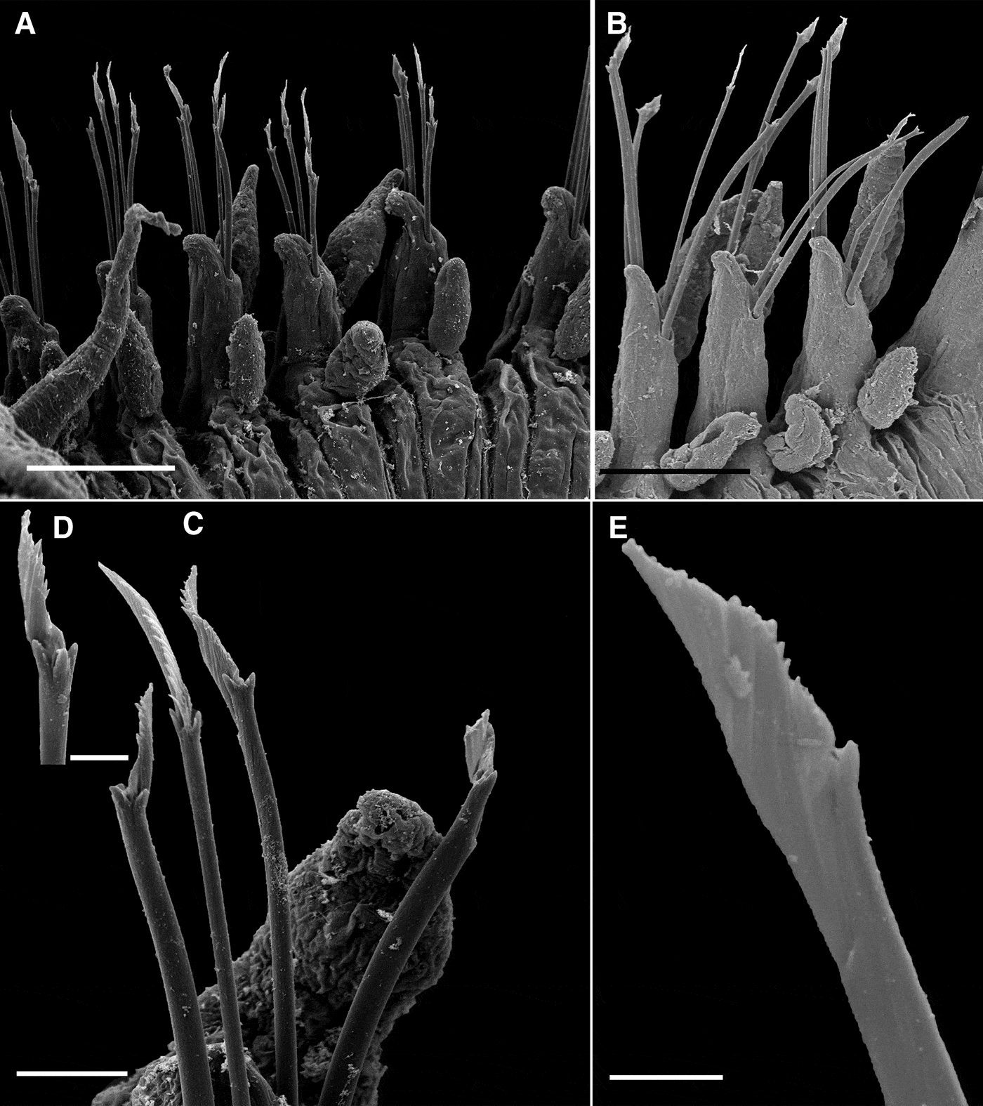 Six new species of Hesionura (Phyllodocidae, Annelida) and ...
