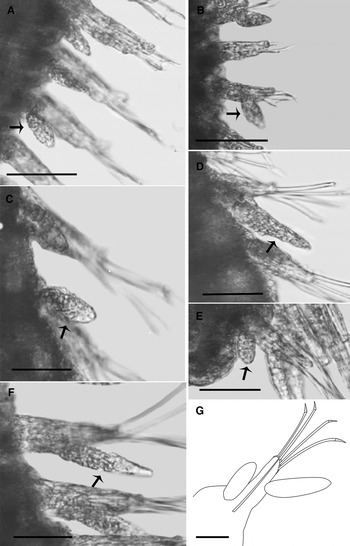 Six new species of Hesionura (Phyllodocidae, Annelida) and ...