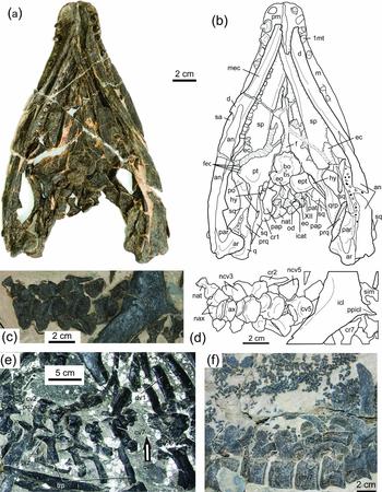 A new species of Largocephalosaurus (Diapsida: Saurosphargidae), with ...
