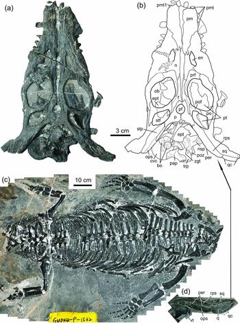 A new species of Largocephalosaurus (Diapsida: Saurosphargidae), with ...