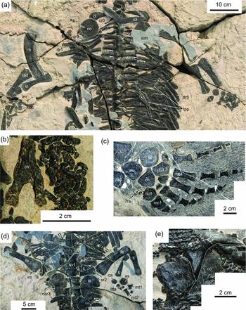 A new species of Largocephalosaurus (Diapsida: Saurosphargidae), with ...