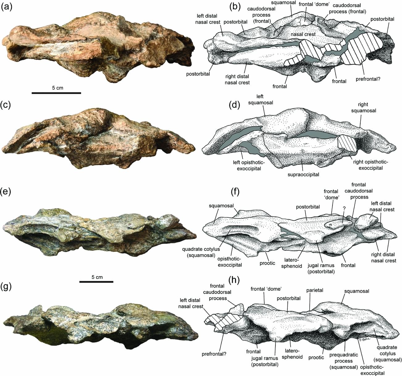 The late-surviving ‘duck-billed’ dinosaur Augustynolophus from the ...