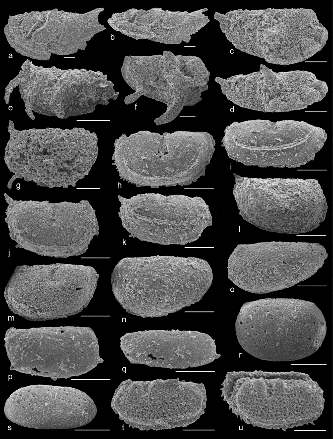 Lower Devonian ostracods from the Istanbul area, Western Pontides (NW ...