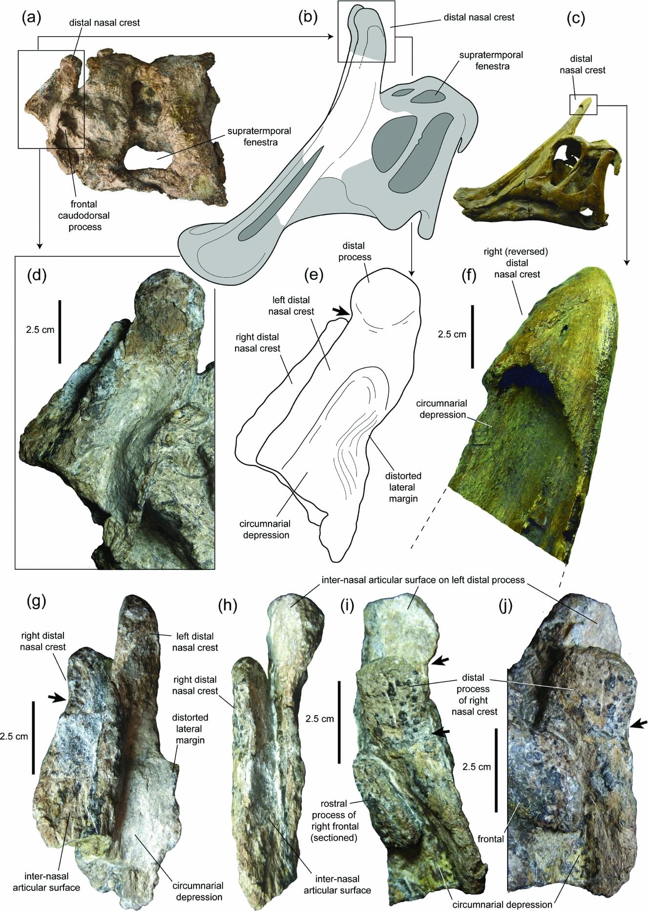 The late-surviving ‘duck-billed’ dinosaur Augustynolophus from the ...