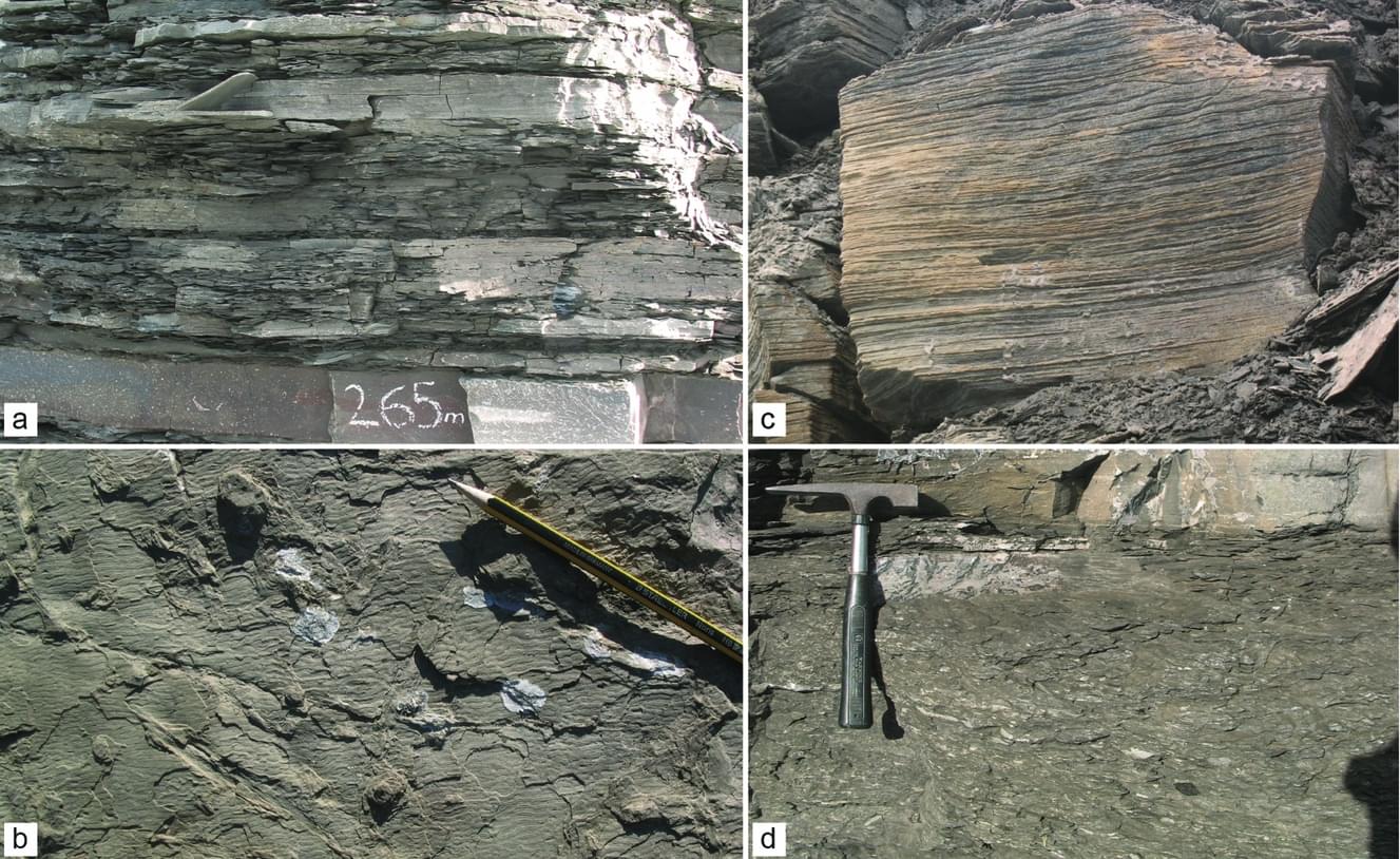 Ultra-shallow-marine anoxia in an Early Triassic shallow-marine clastic ...