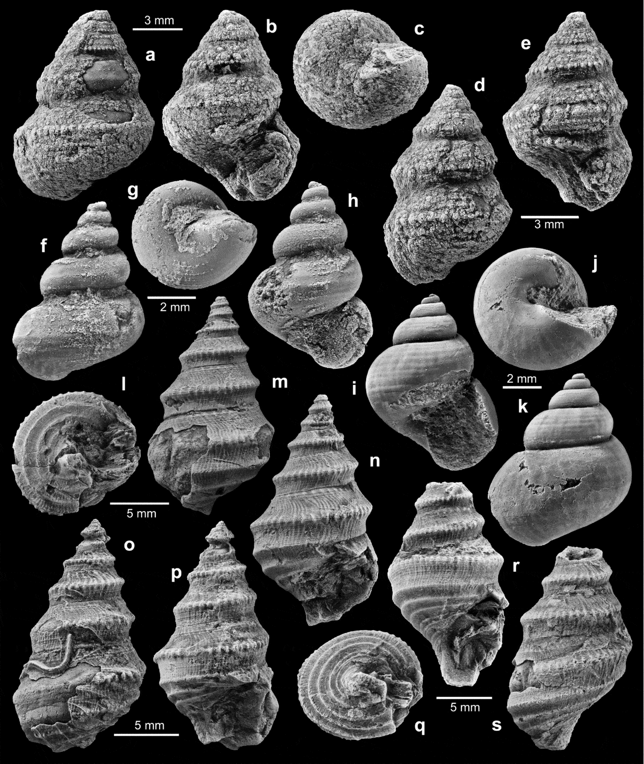 Gastropods from upper Pliensbachian–Toarcian (Lower Jurassic) sediments ...