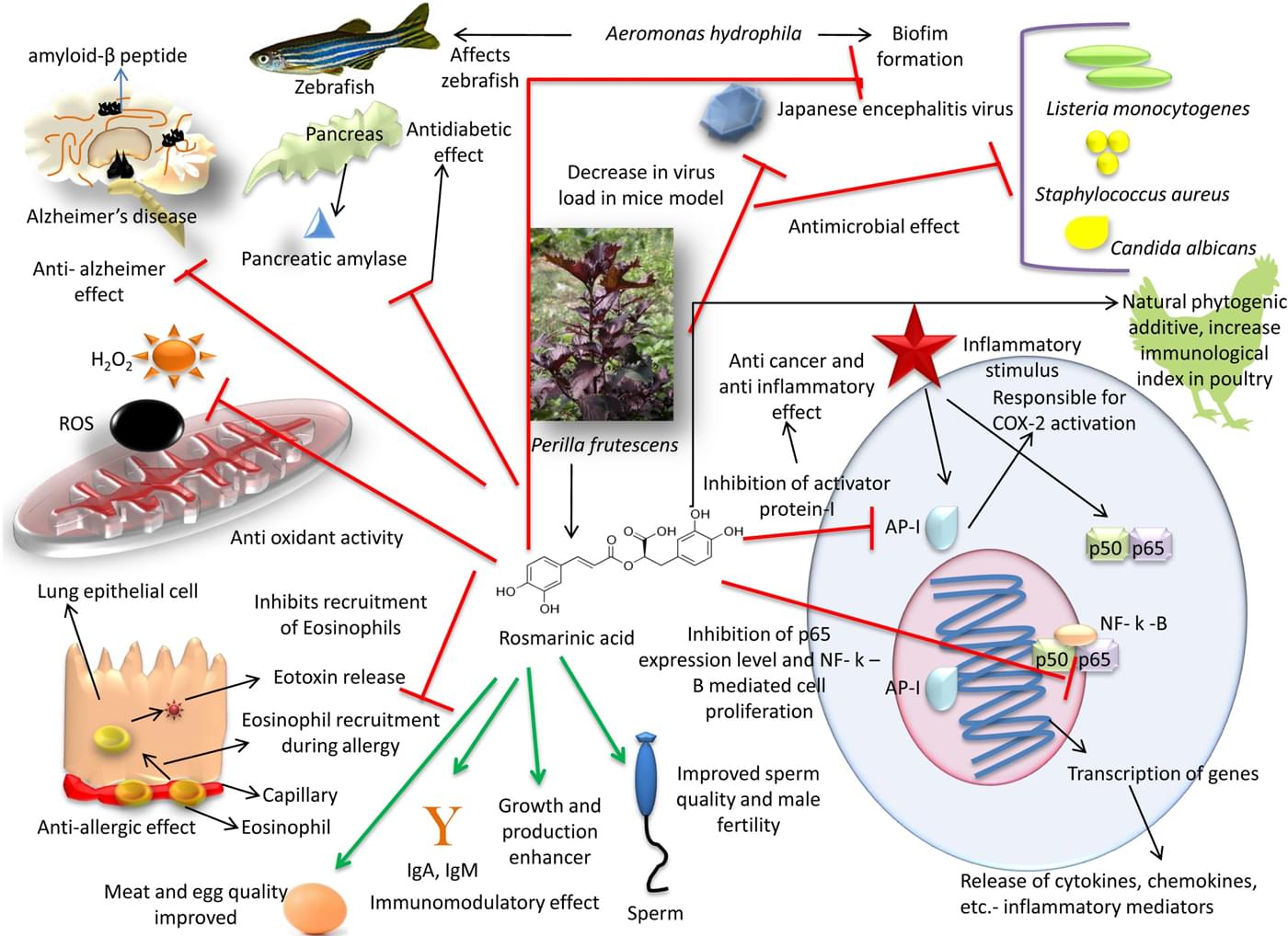 Rosmarinic acid: modes of action, medicinal values and health benefits ...
