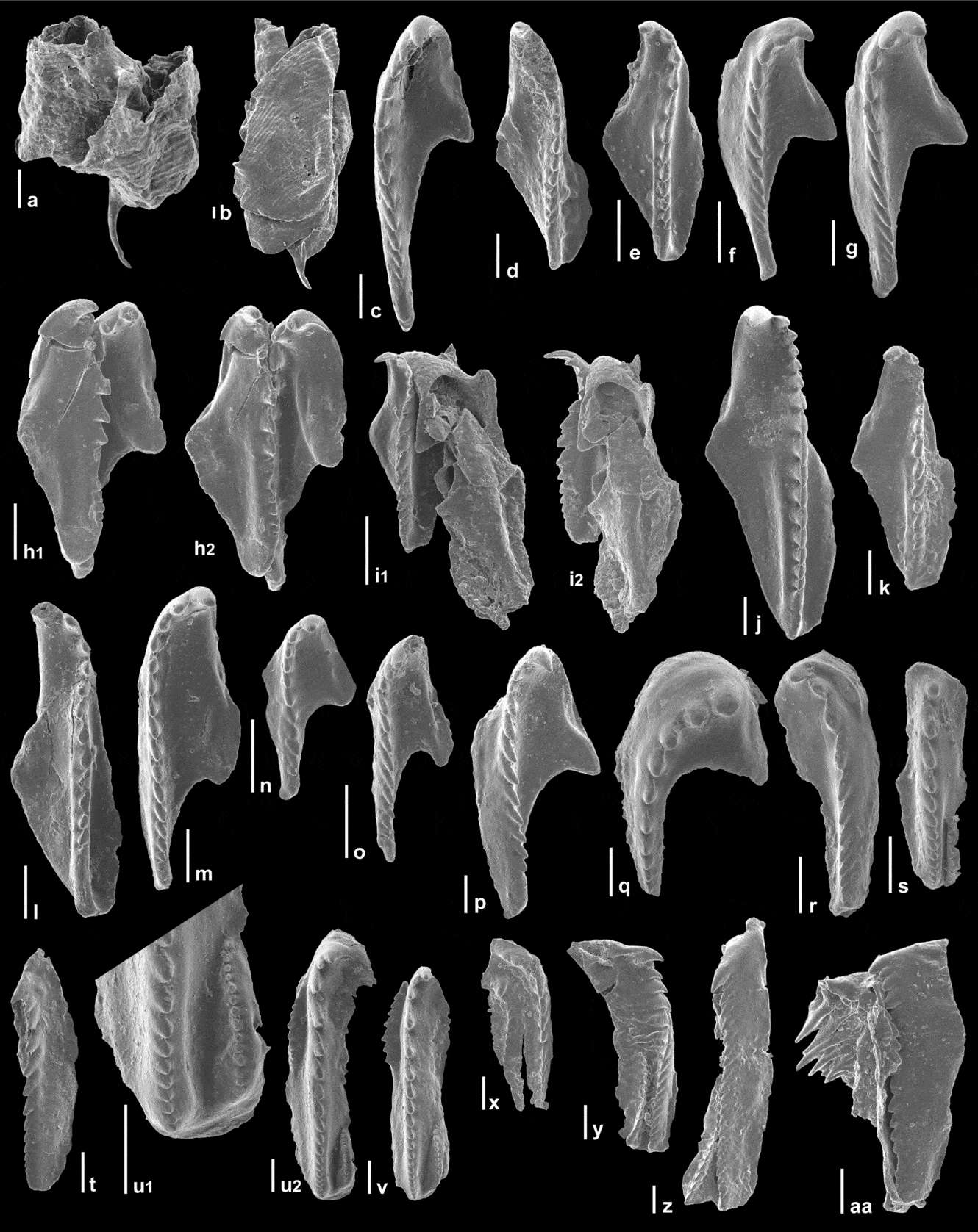 Vagrant benthos (Annelida; Polychaeta) associated with Upper Ordovician ...