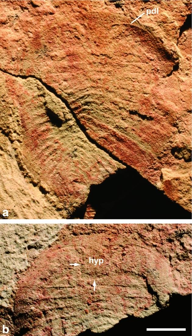A new aglaspidid-like euarthropod from the lower Cambrian Emu Bay Shale ...