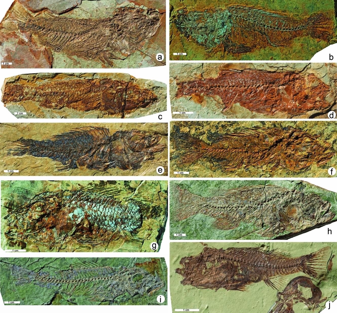 Middle–late Miocene palaeoenvironments, palynological data and a fossil ...